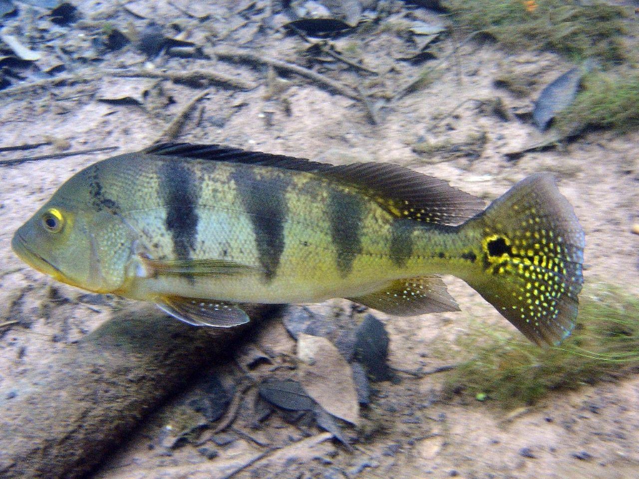 Tucunaré :: PSICULTURA